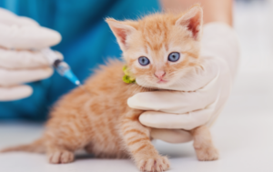 Pet Vaccinations Near Me 01118 - Spruce Hill Veterinary Clinic